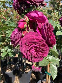New Kordes rose here! "Raspberry Cupcake" aka KORcarmsis