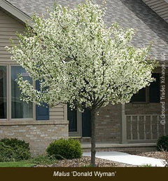 Small airy tree for backyard birdwatching