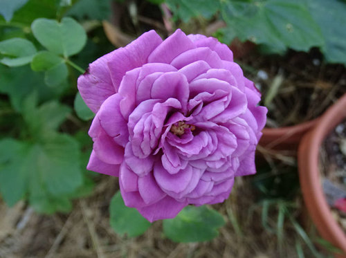 Hortico mis-labeled roses