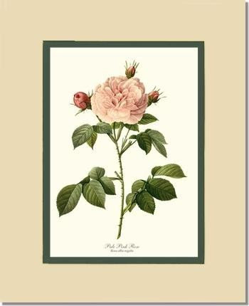 Vintage Botanical Rose Art : Pale Pink Rose, 11x14 Print - Traditional ...