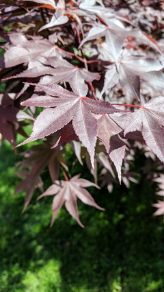 Need Advice on how to trim a Red Maple?