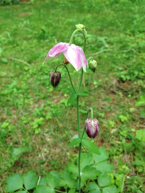 what is this pink, drooping flower?