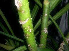 Bumps on stem of rooting umbrella plant