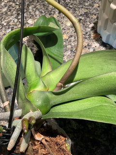 New spikes and terminal spike on orchid.