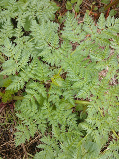posion hemlock or stinky Bob/herb robert