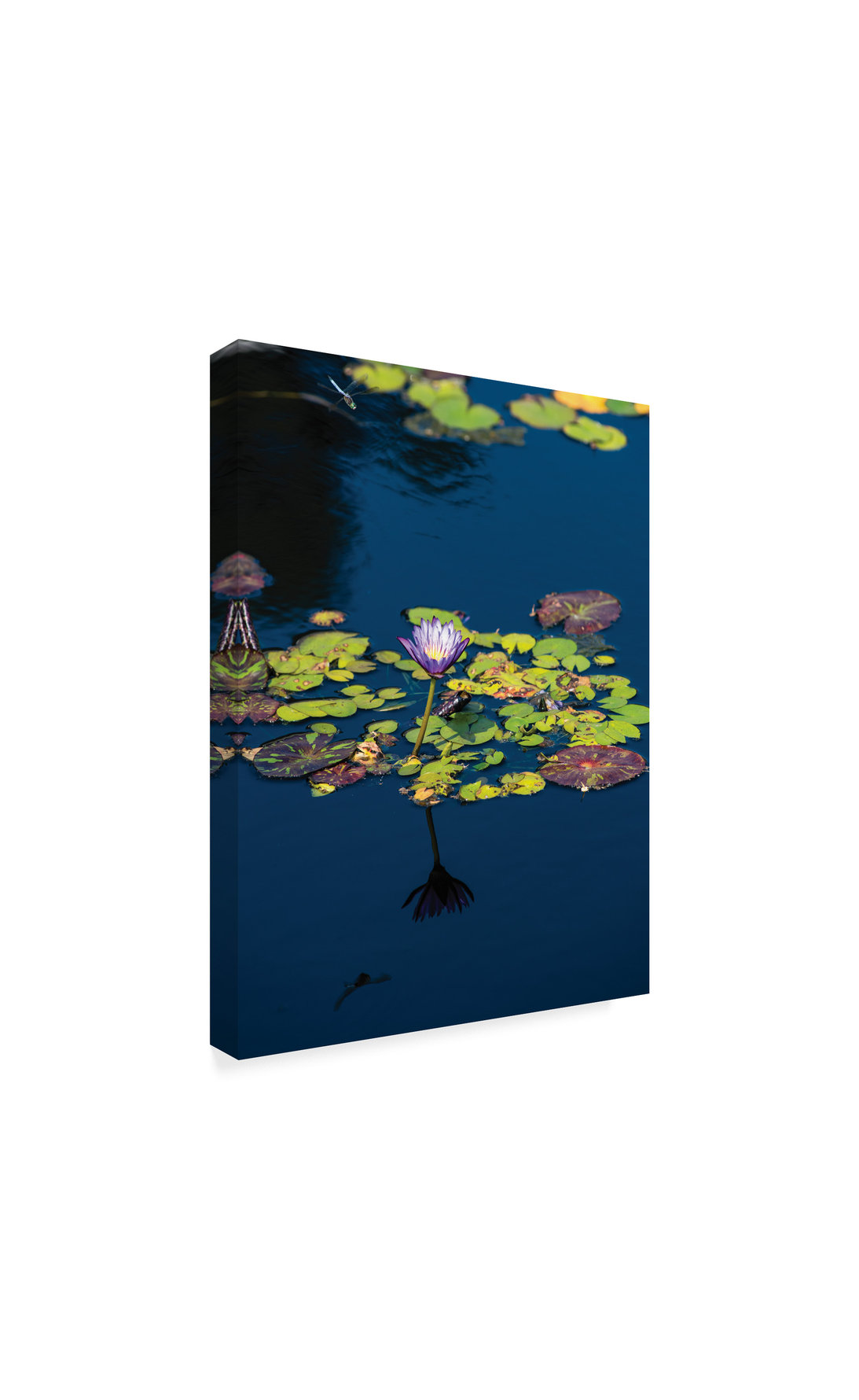 Kurt Shaffer 'Lotus Flower And Dragonfly' Canvas Art, 18"x24" - Asian ...