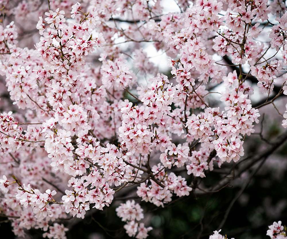 "Sakura", 20" x 24" - Asian - Metal Wall Art - by JVA Art Group | Houzz
