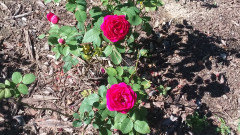 Thoughts on Falstaff rose? Vs Heathcliff rose?