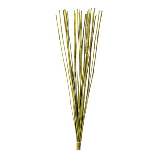 Vickerman All Natural Elephant Reed, Dried, 40-42? - Plants - by ...