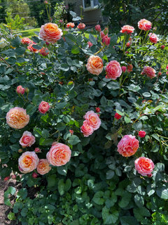 Jalbert roses at Chamblees | Houzz Forum