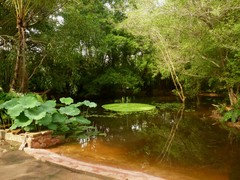 Do we need a pump or filter for largish pond?