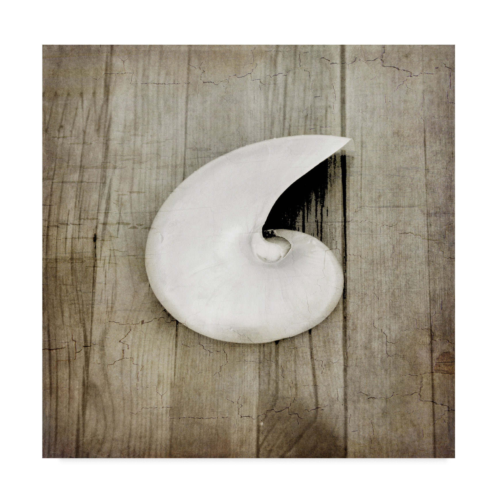 "Gypsy Sea Shell" by Lightboxjournal, Canvas Art, 18"x18" - Beach Style ...