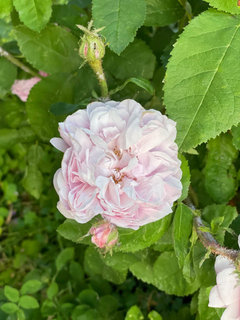 Favourite frilly pink repeat bloomers?