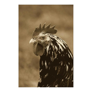 "Domestic Chicken, Gournay cockerel, Normandy, France" Paper Art, 14 ...