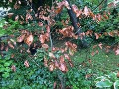 Some leaves browning and falling off tri-color beech tree
