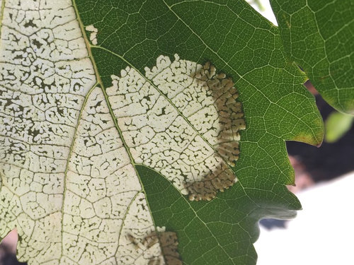 Western grape leaf skeletonizer