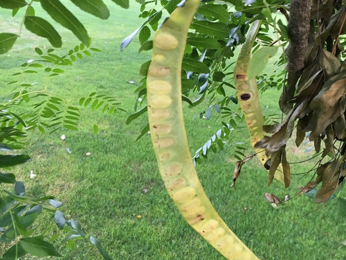 Tree ID-Weird seed pods