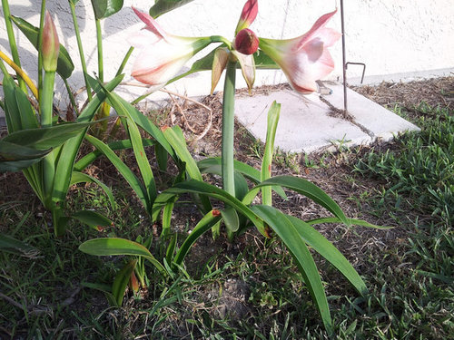 Identify lily?