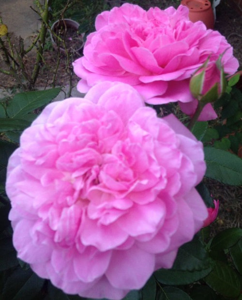 Time to share your Pink Roses | Houzz Forum