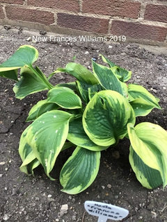 Hosta F 2019 .......