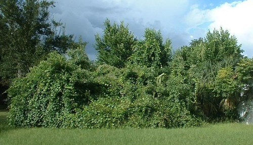 Tips for Clearing out a Vine Infestation