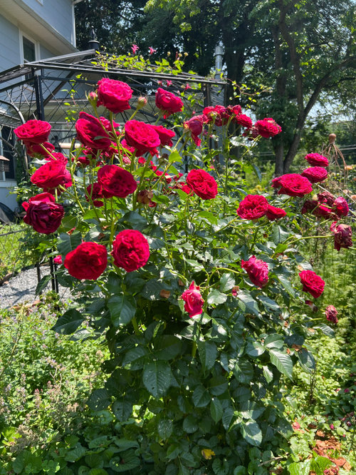 National Red Rose Day! | Houzz Forum