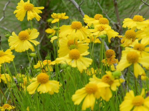 Cosmos, Coreopsis or what?