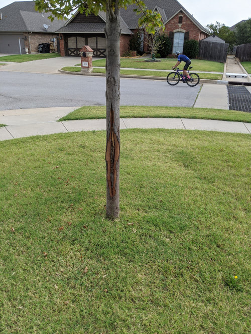 Sun scald and early leaf loss on Autumn Blaze maple tree