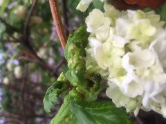 snowball bush problem | Houzz Forum