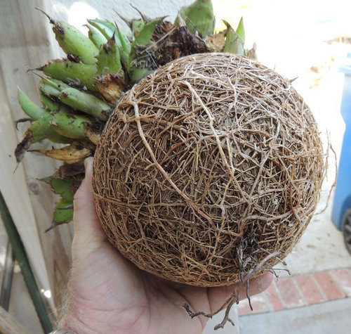 Now this is a root ball!