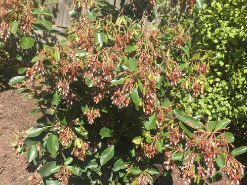 Droopy / wilting shrub