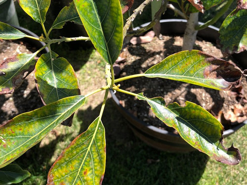 Root rot on my avocado tree?