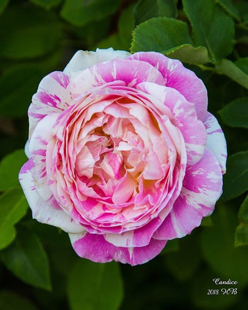 Unique roses in our collections