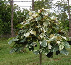 Thoughts on variegated Mahoe