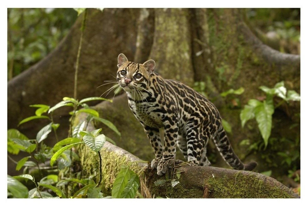 "Ocelot standing on buttress root, Amazon rainforest" Paper Art, 32"x22 ...