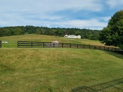 Planting a 100' treeline privacy fence