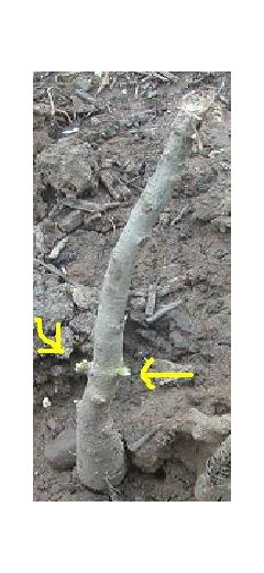 wisteria dead?