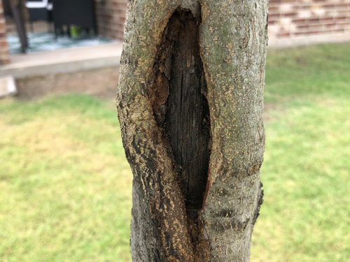 Red Oak bark damage disease?