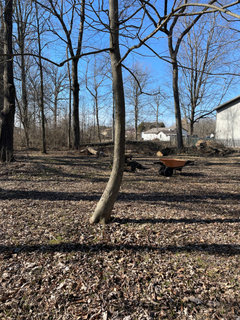 Hickory Tree not straight