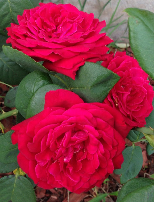 Rouge Royale and other reds