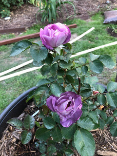 I want a rose named Nancy | Houzz Forum