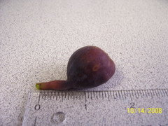 'Cherry Bomb' fig | Houzz Forum