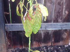 Avocado Tree Dying??