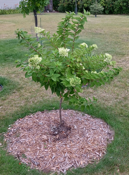 Hydrangea from bush to tree form.