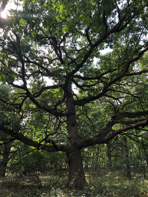 Stately and Iconic Trees