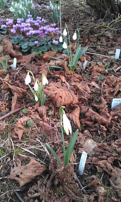 Paramongaia weberbaueri - Yellow Splendor!!