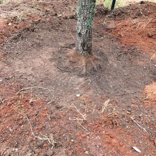 exposing tree flares