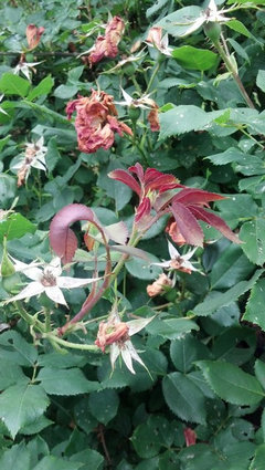 What is this mutation on my roses?