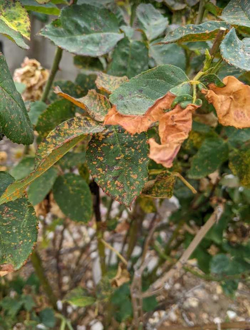 Is this rose rust? | Houzz Forum