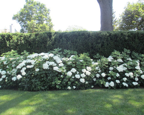 Hydrangea Hedge Ideas, Pictures, Remodel and Decor